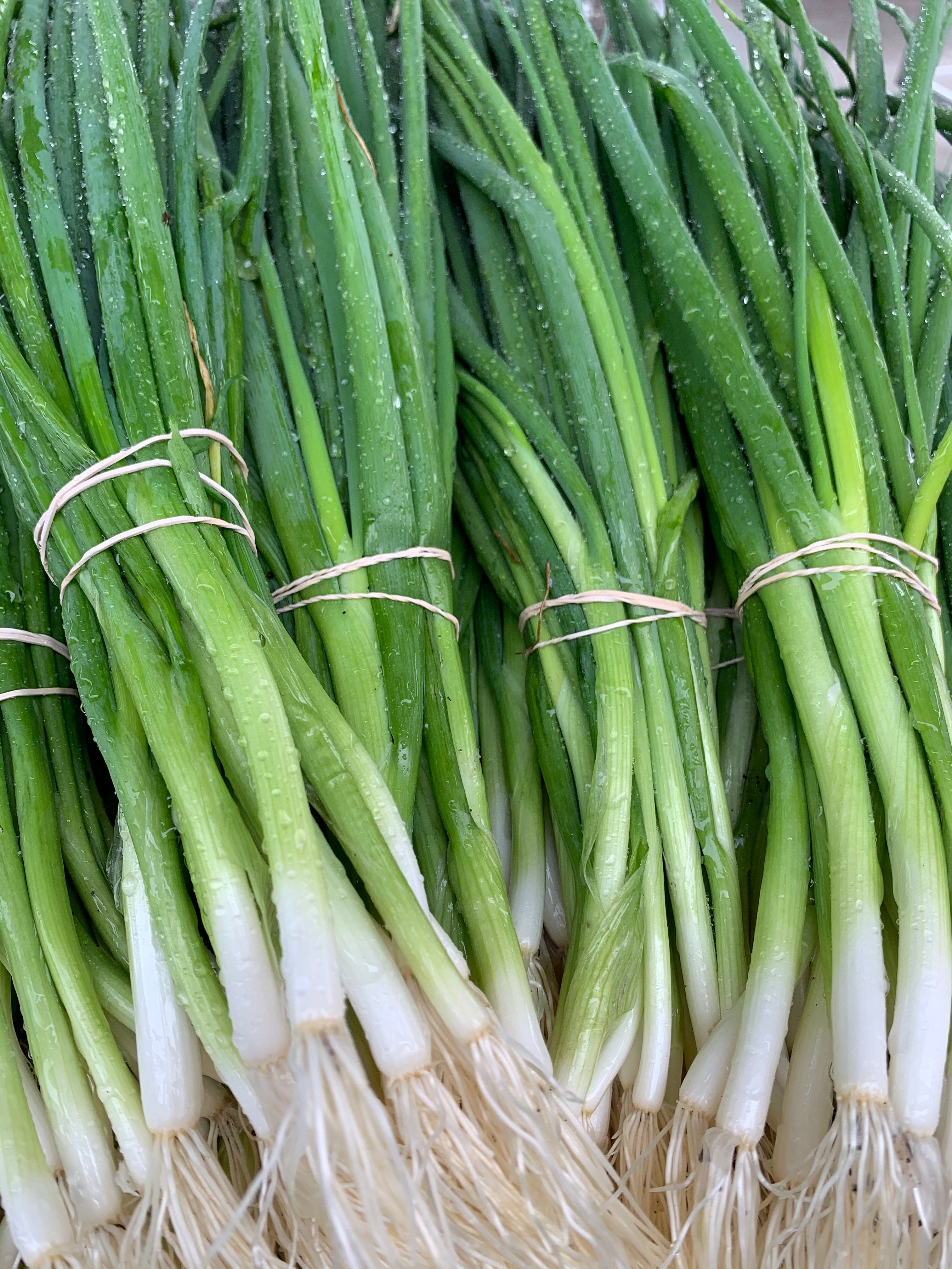 Scallions | The Homestead Hydroponic Farm | Shop